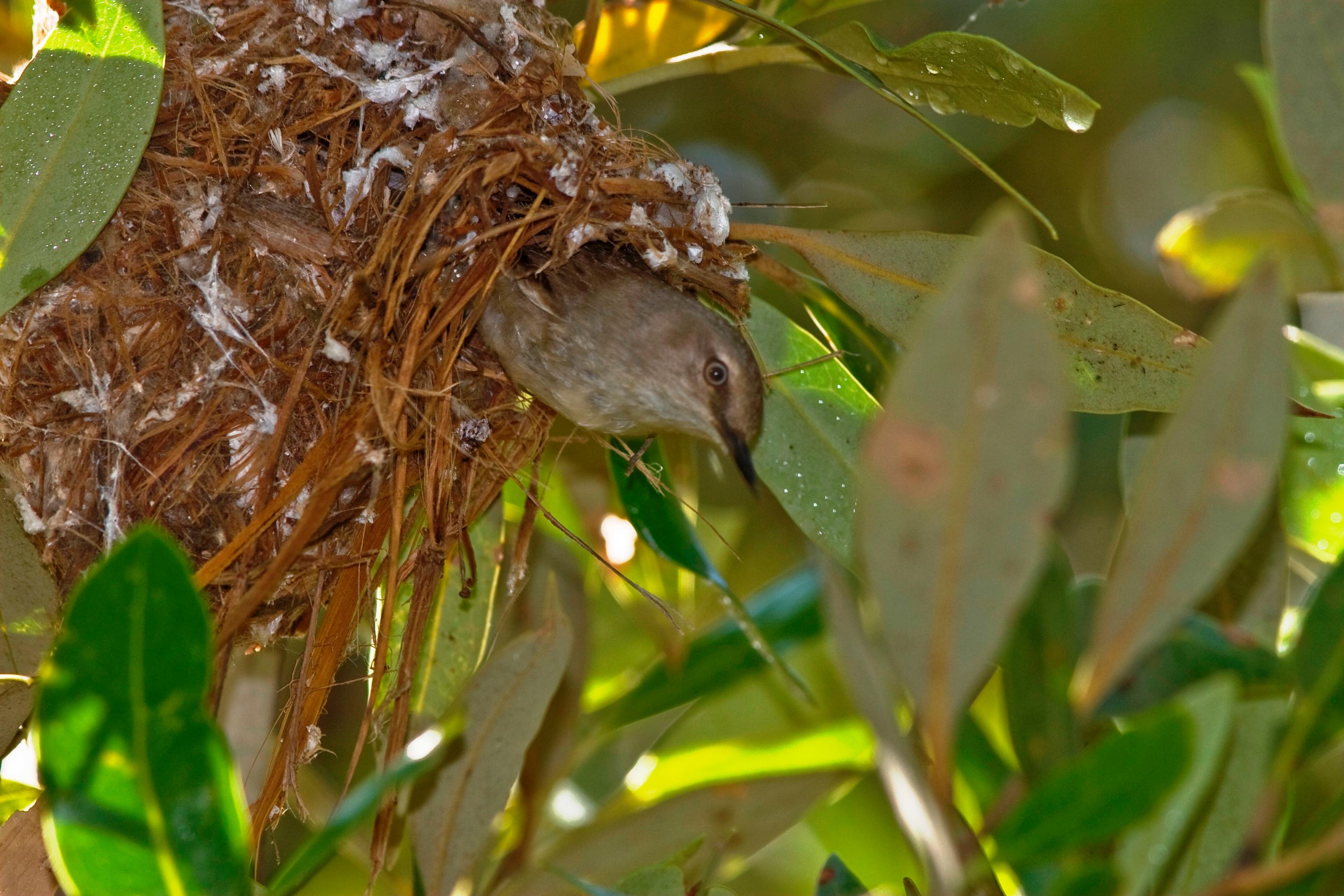 Gerygone tenebrosa | WA Museum Collections